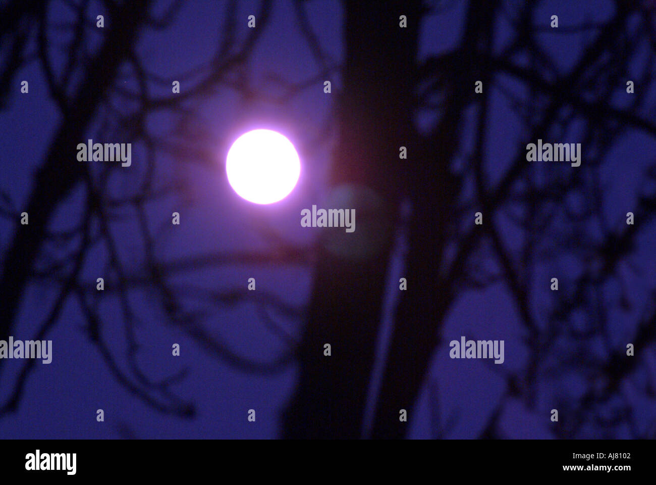 Full moon through trees Stock Photo - Alamy