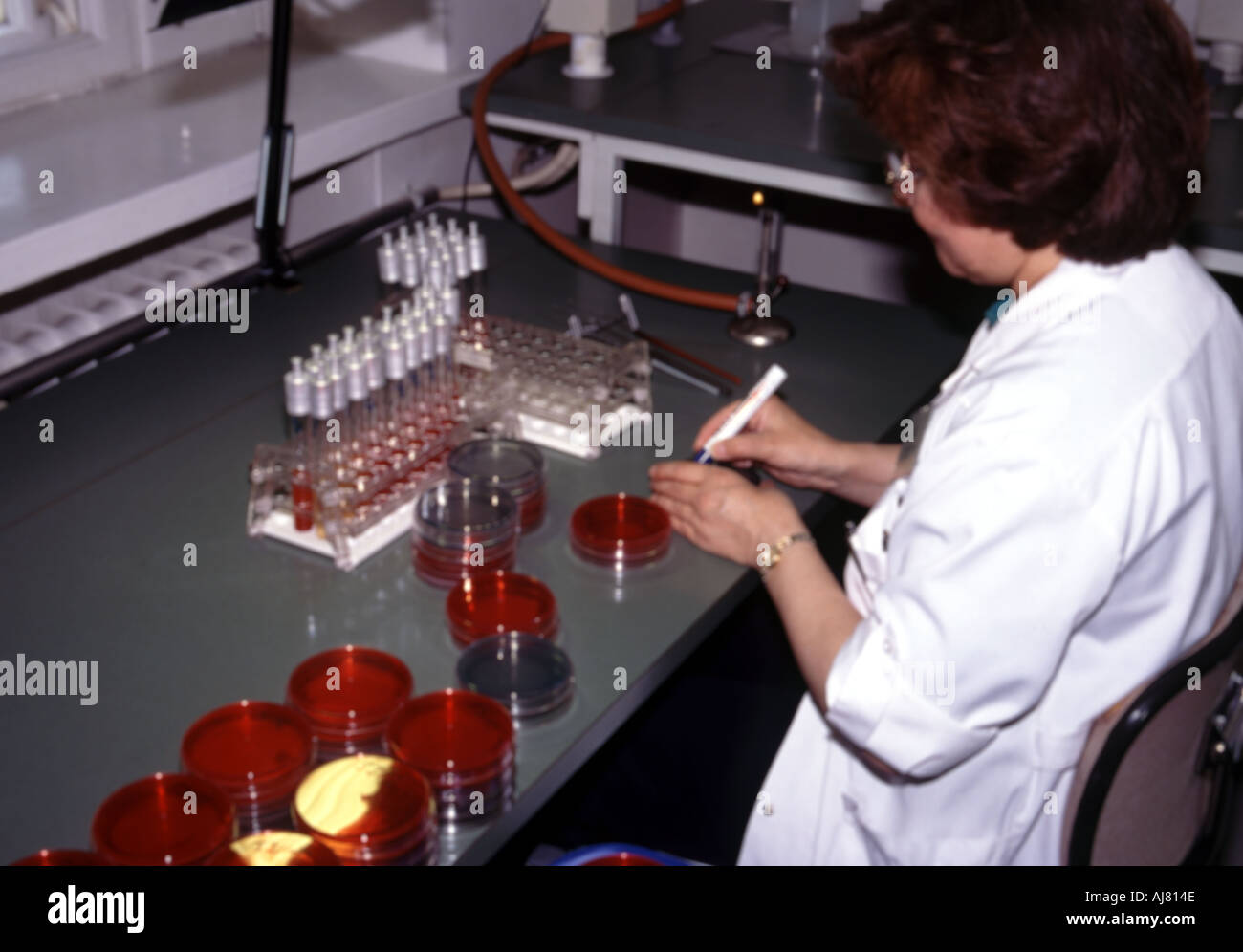 Microbiology Testing typical salmonella colonies Stock Photo - Alamy