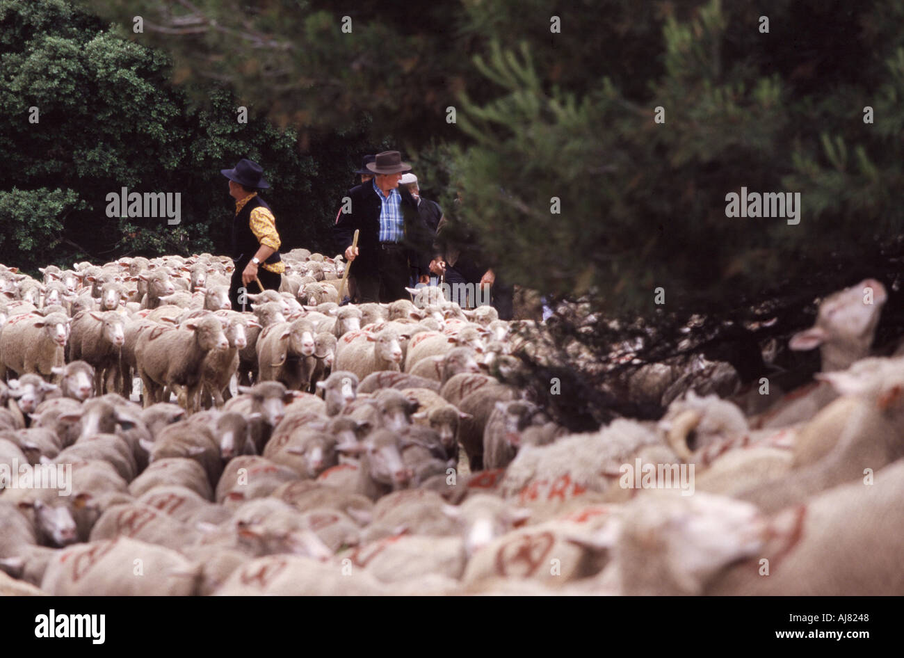 Transhumance provence hi-res stock photography and images - Alamy