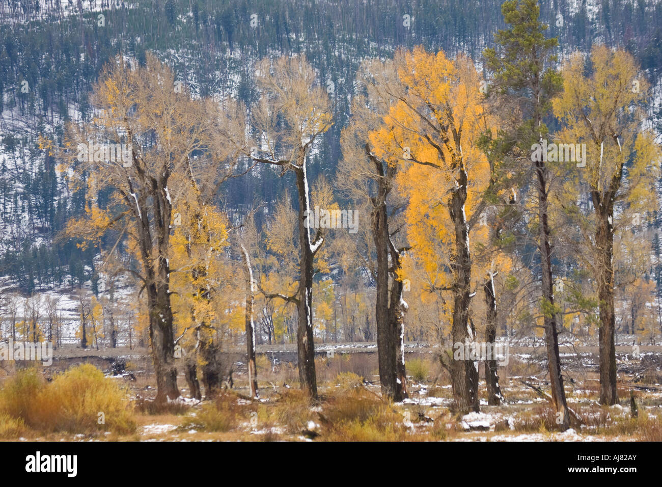 This is a picture of beautiful Yellowstone trees in the Fall Stock ...