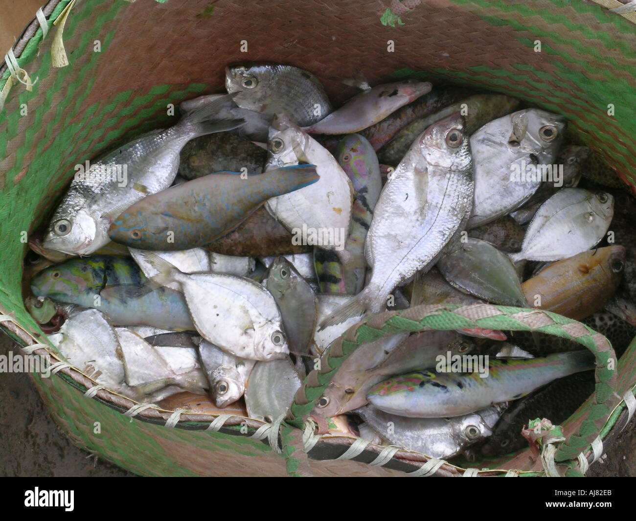 catch of fish, Mauritius Stock Photo - Alamy