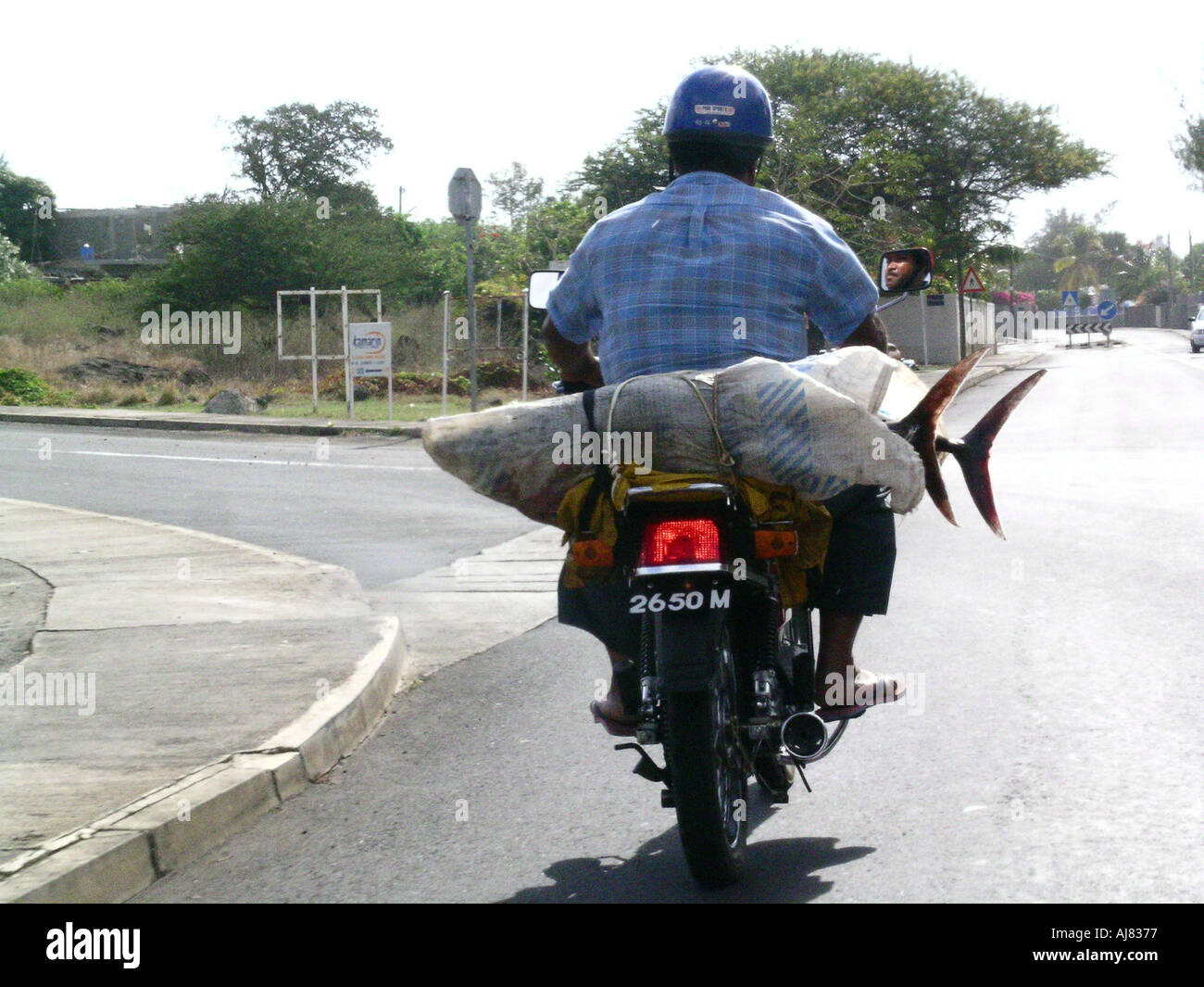 Fisherman on scooter / motorbike returning from catch with bluefin tuna ...
