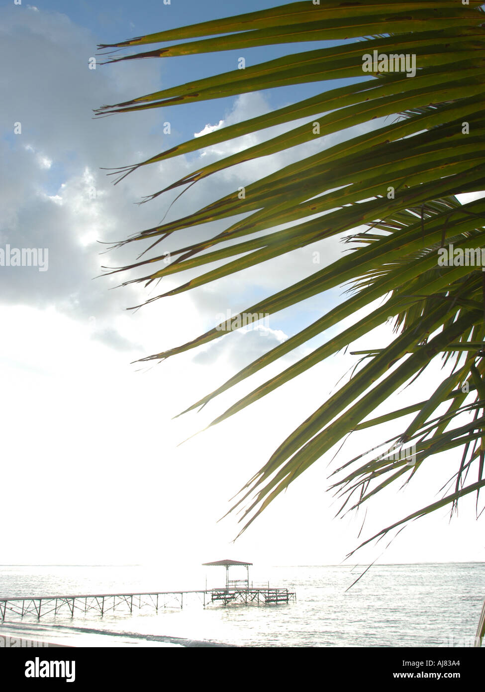 Palm tree, Mauritius, Indian Ocean Stock Photo - Alamy
