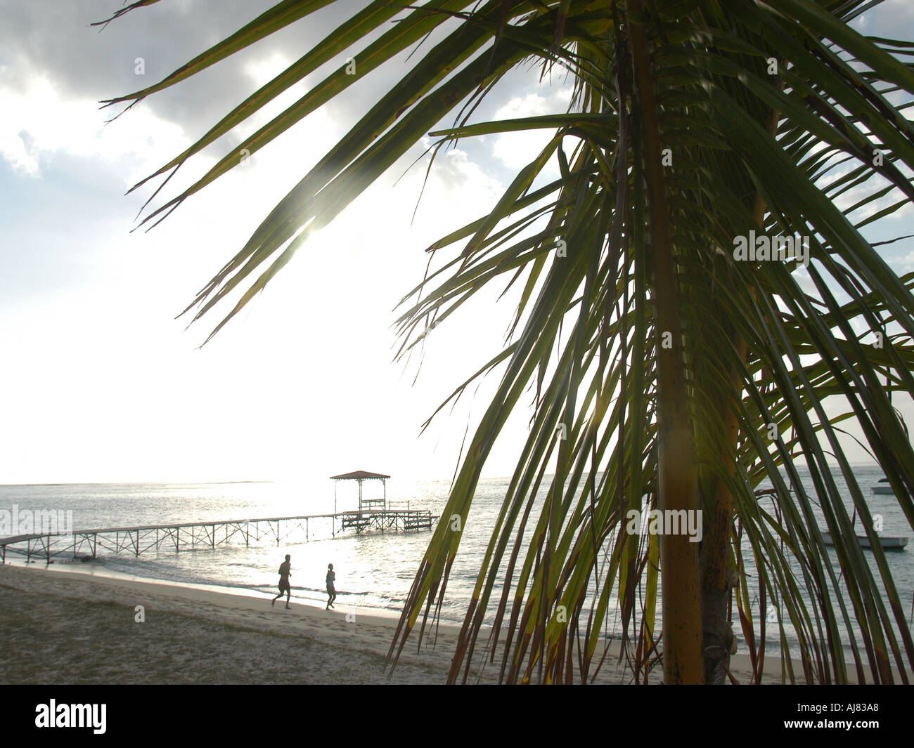 Palm tree, Mauritius, Indian Ocean Stock Photo - Alamy