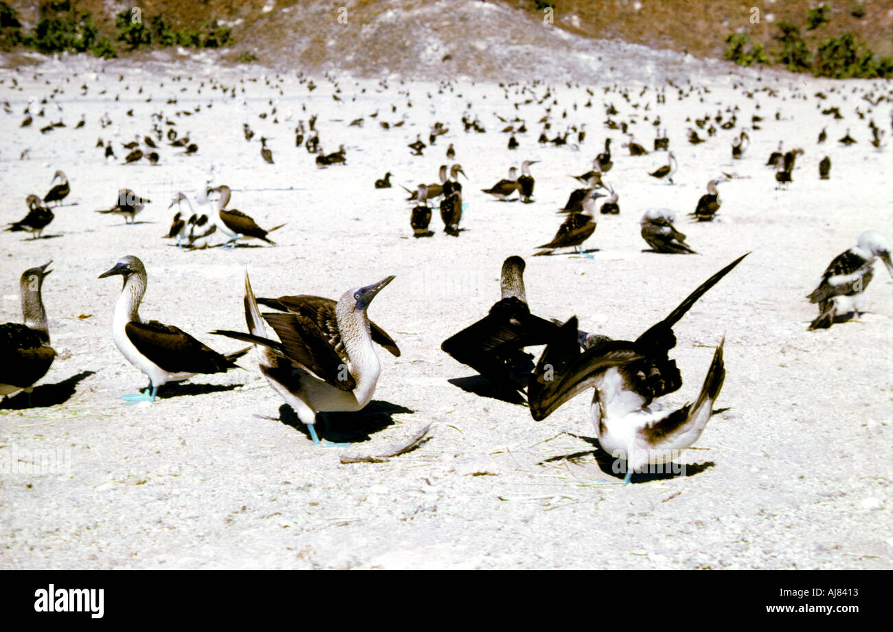 Colony of blue footed boobies hi-res stock photography and images - Alamy