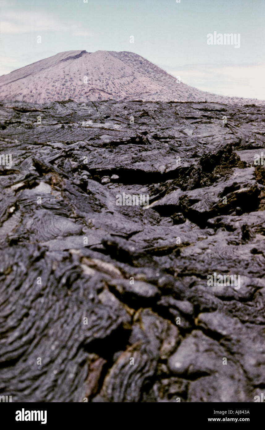 Galapagos islands Fernandina punta Espinoza pahoehoe Ropey Lava Stock ...
