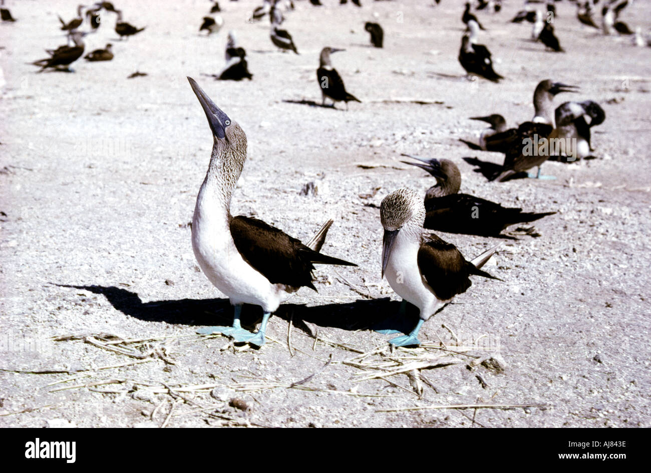 Colony of Blue footed boobies Galapagos Islands Stock Photo - Alamy