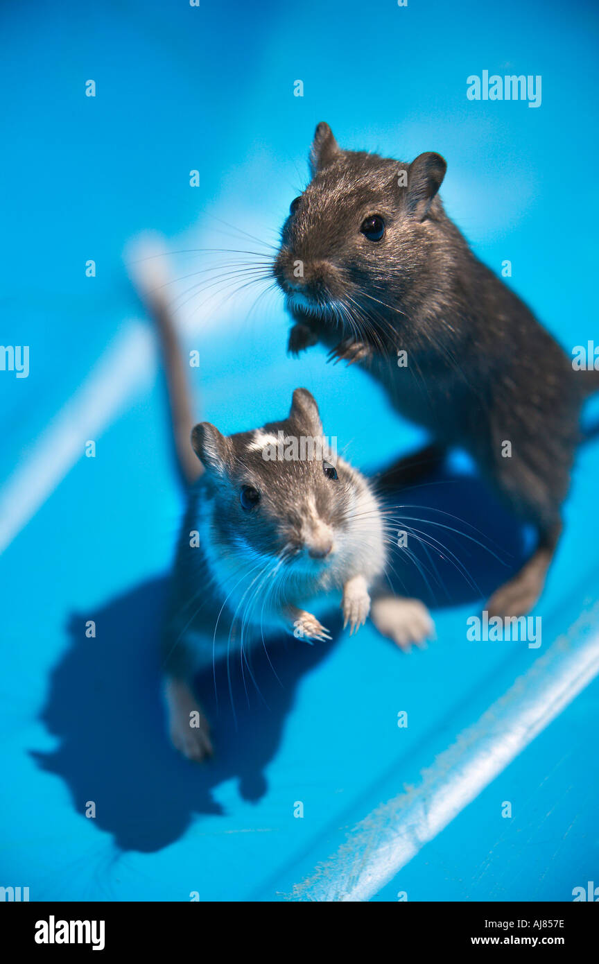 Gerbils sniffing hi-res stock photography and images - Alamy