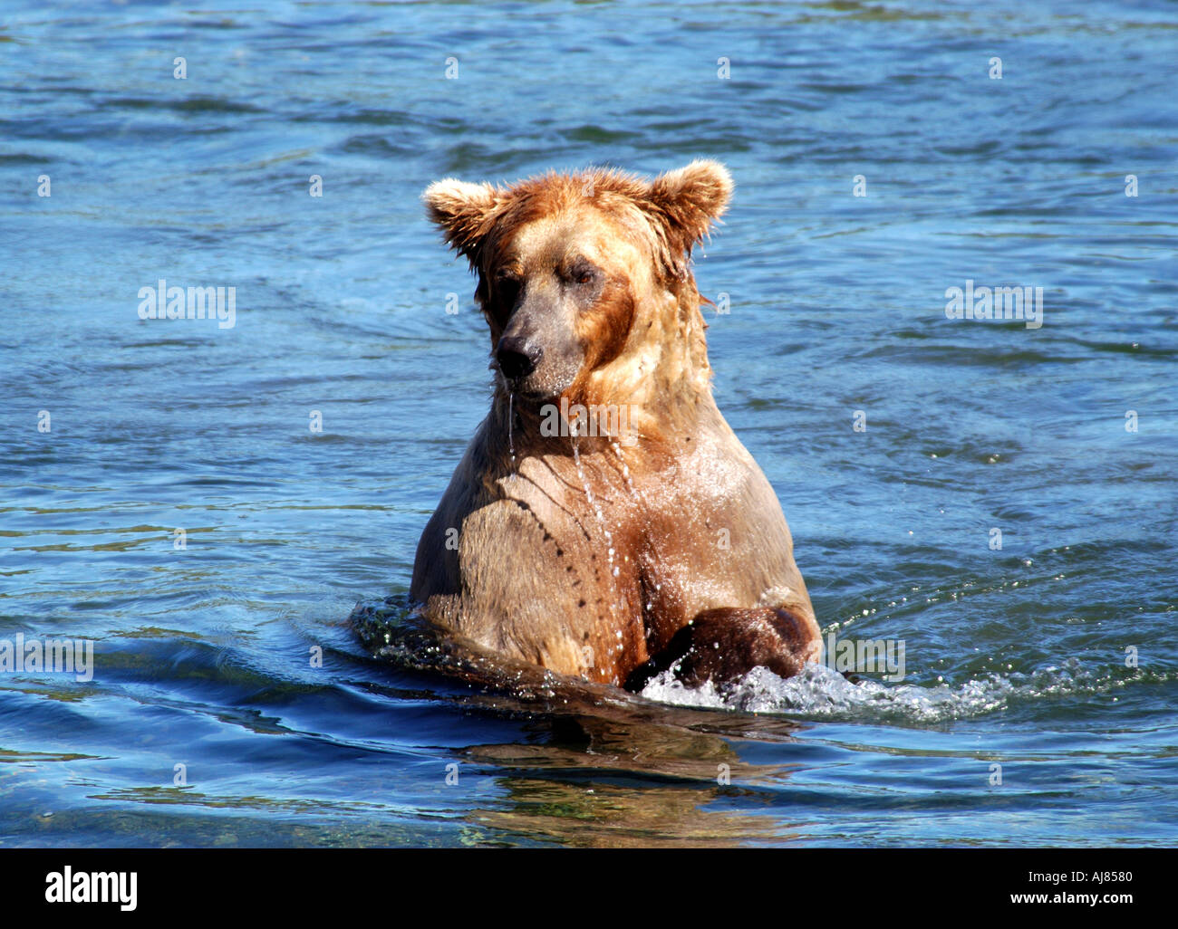 A Brown bear keeps a wary eye open for salmon in Brooks River Katmai ...