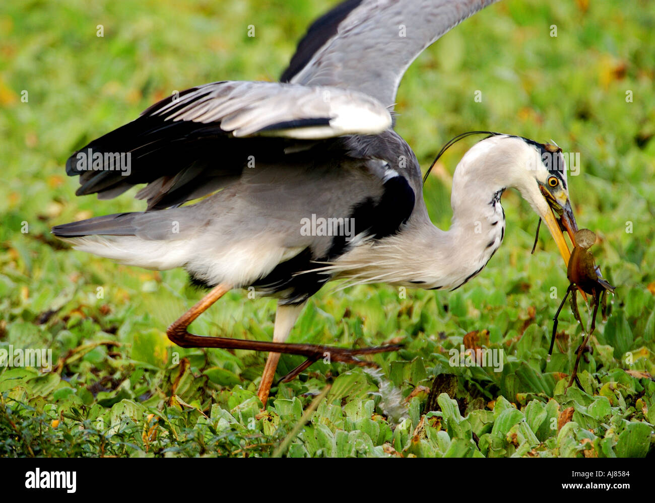Flapping wings water plants hi-res stock photography and images - Alamy