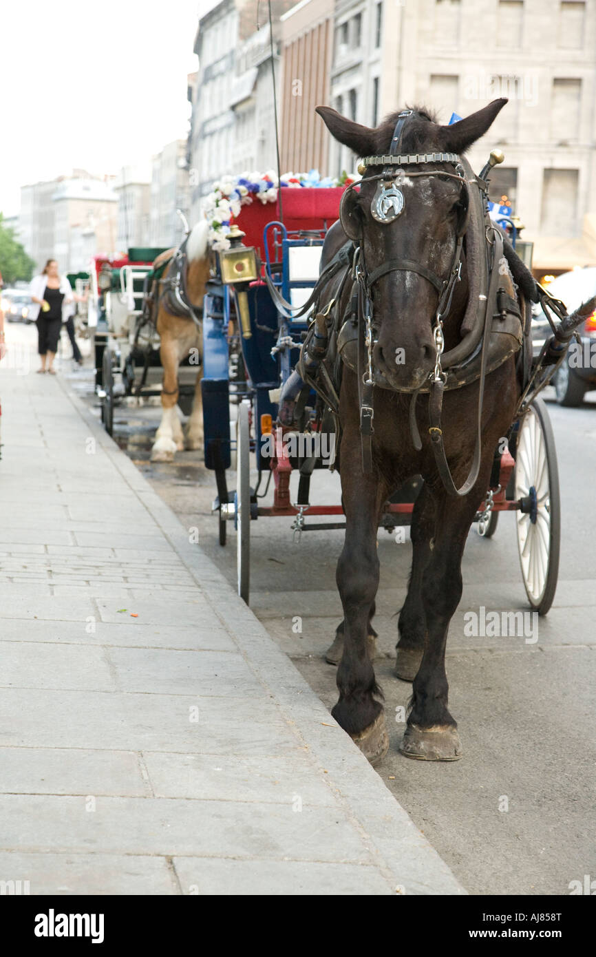 Traditional horse drawn carriage in Old Montreal Quebec Canada Stock ...