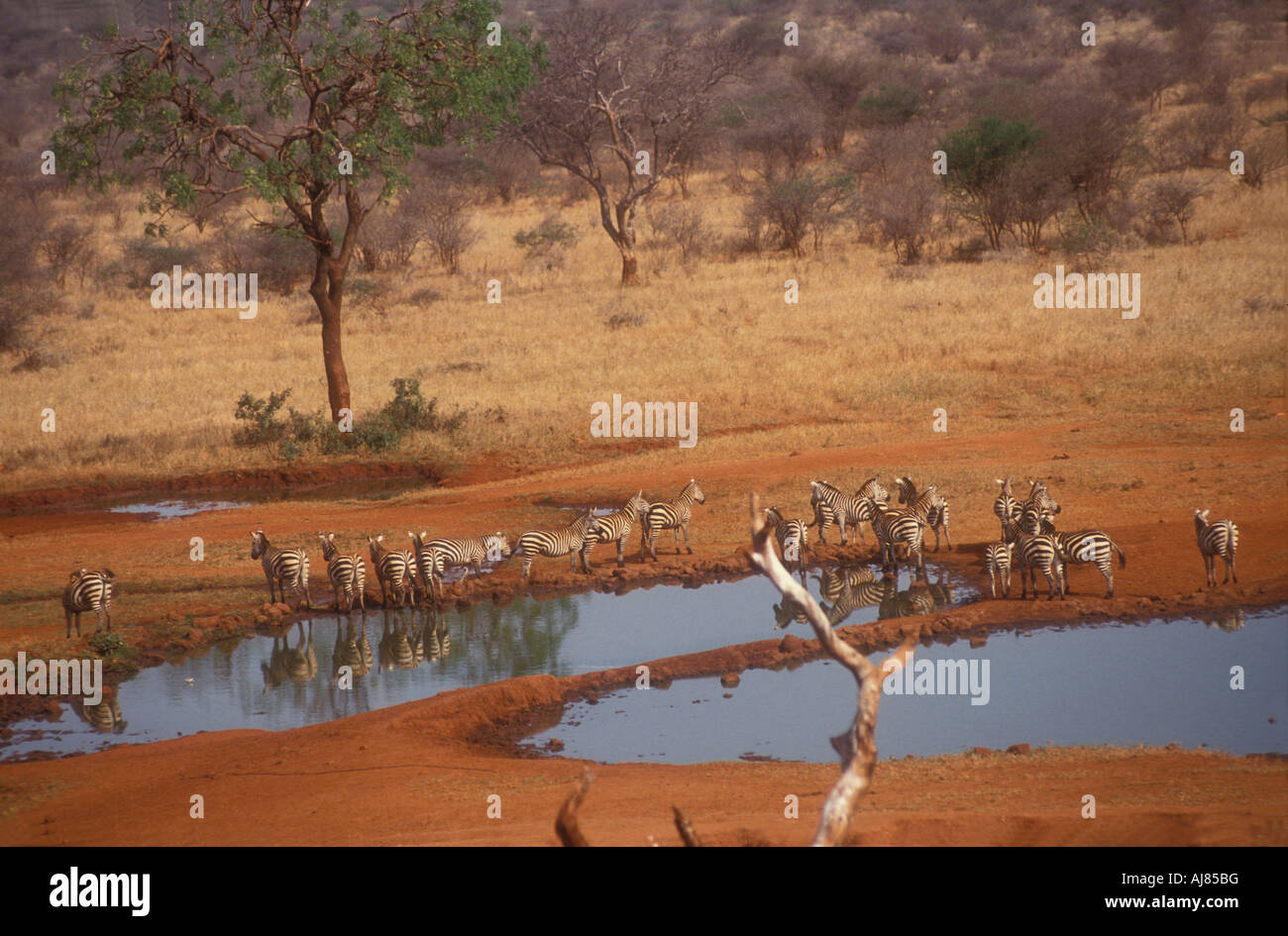 West Tsavo National Park, kenya Stock Photo - Alamy
