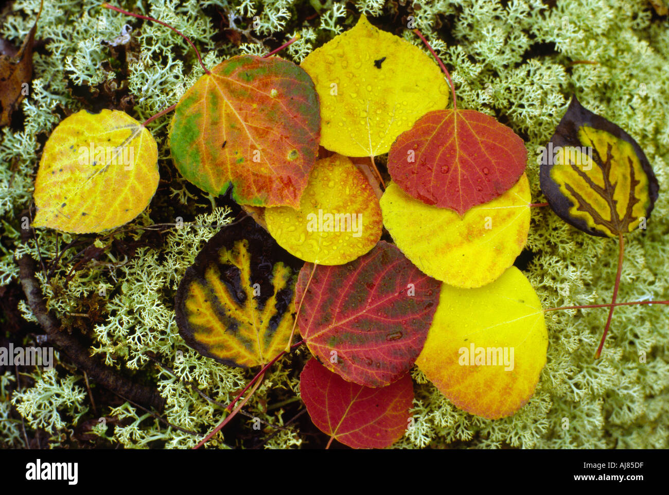 Aspen brooks hi-res stock photography and images - Alamy