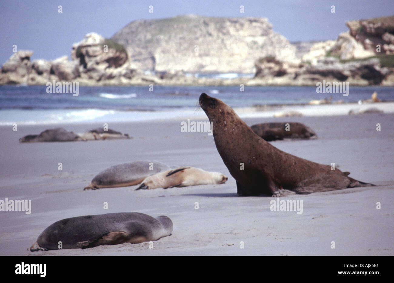 Sea Lion at the Seal Bay Conservation Park on Kangaroo Island in South ...