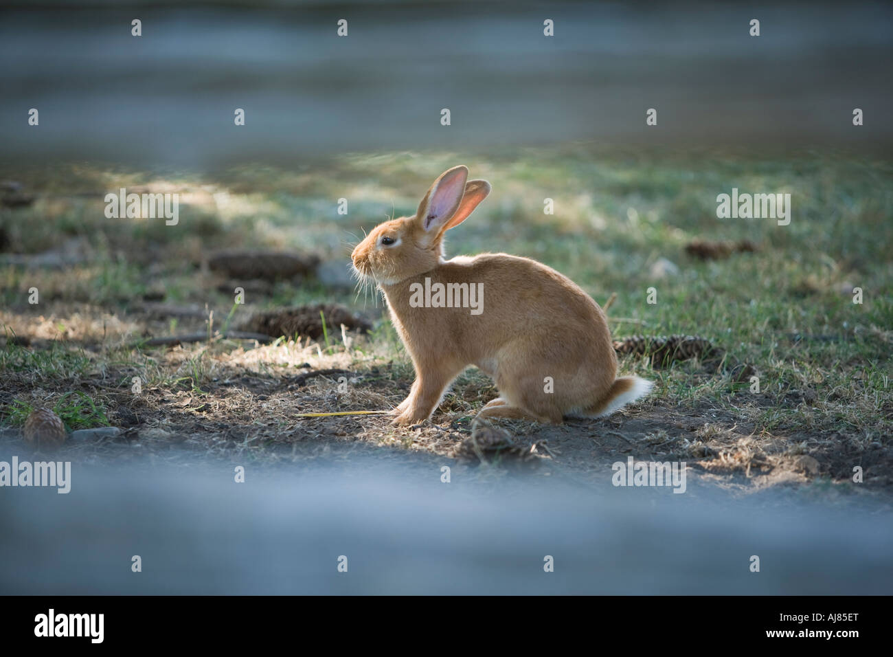 Rabbit at the Montsberg Conservation area Ontario Canada Stock Photo ...