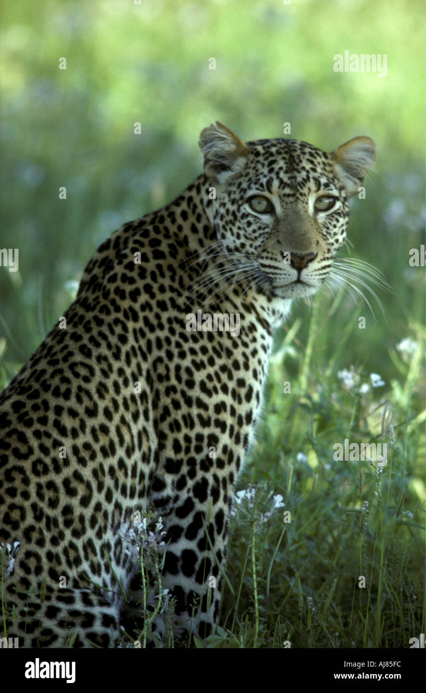African leopard portrait hi-res stock photography and images - Alamy