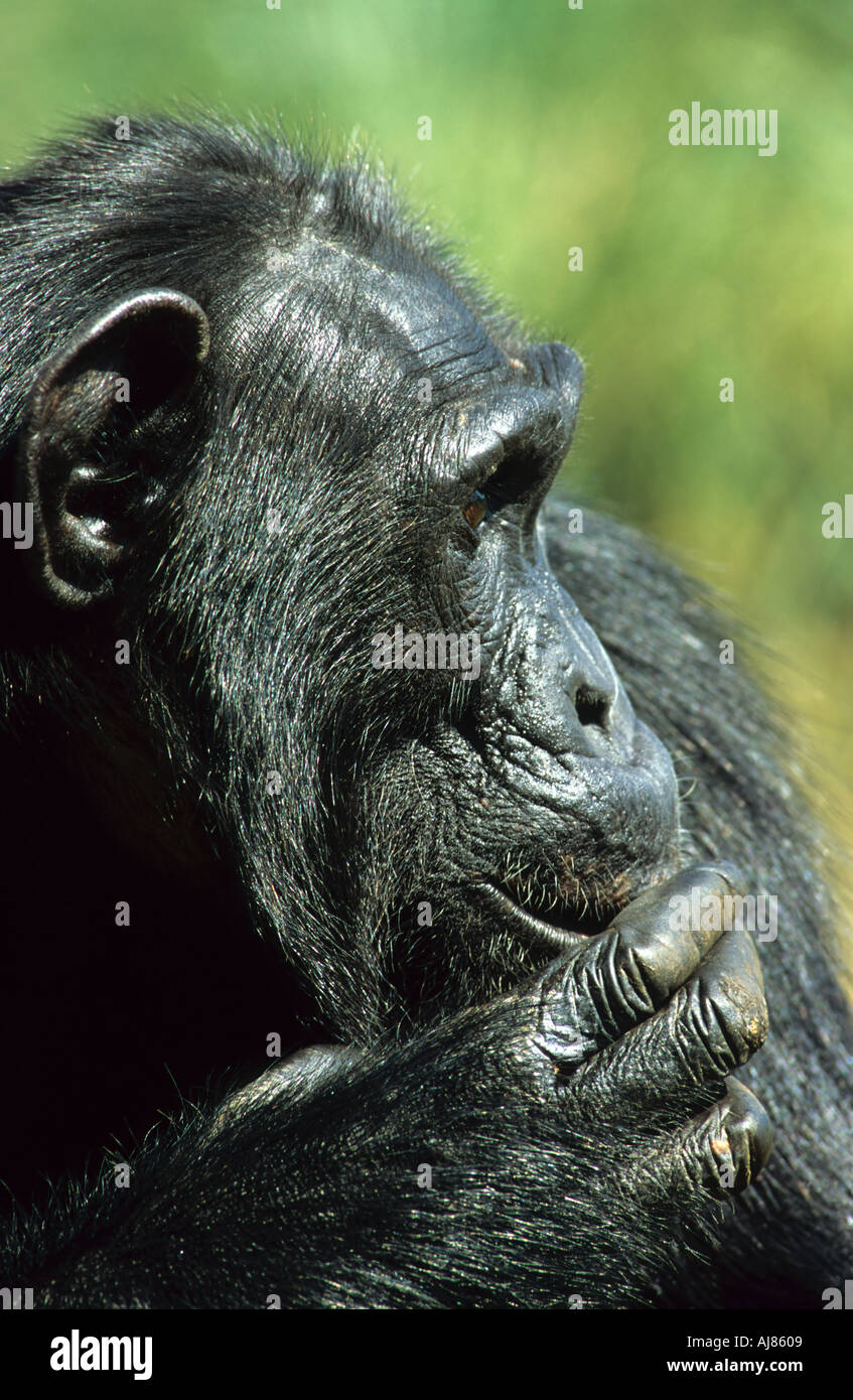 Chimpanzee profile hi-res stock photography and images - Alamy