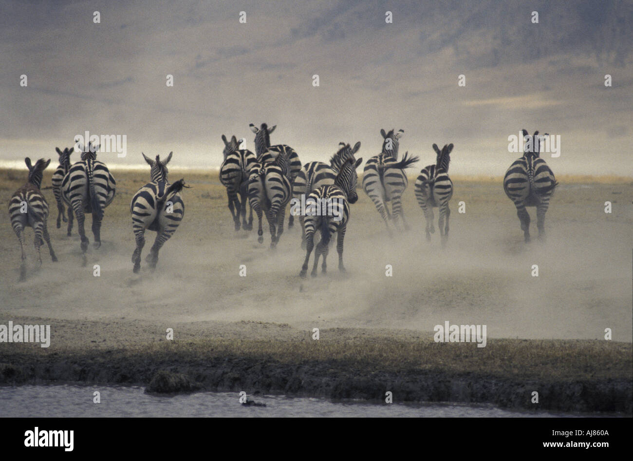 Common zebra galloping and raising dust Ngorongoro Tanzania Stock Photo ...