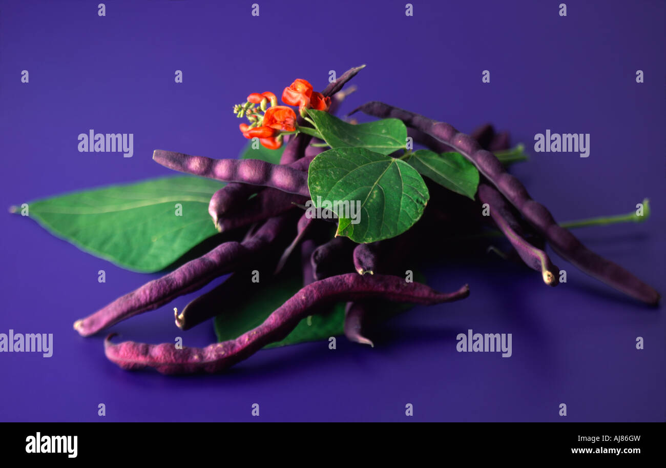 Purple runner beans Stock Photo - Alamy