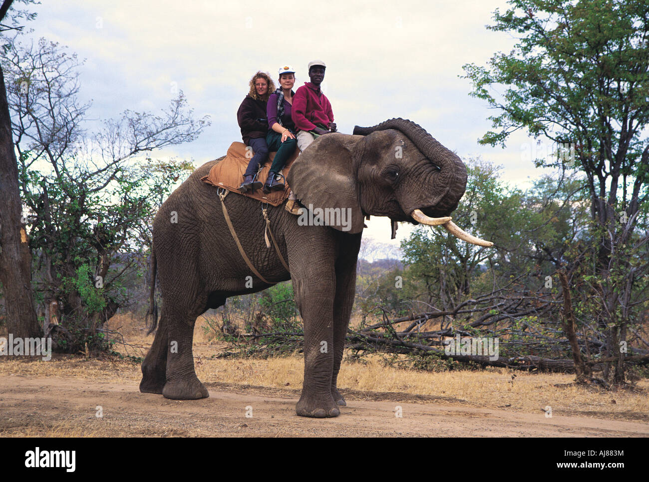 Young Woman Riding Elephant Stock Photos & Young Woman Riding Elephant ...