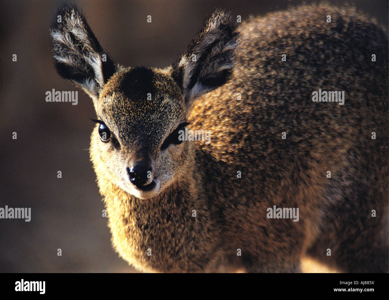 Baby Klipspringer