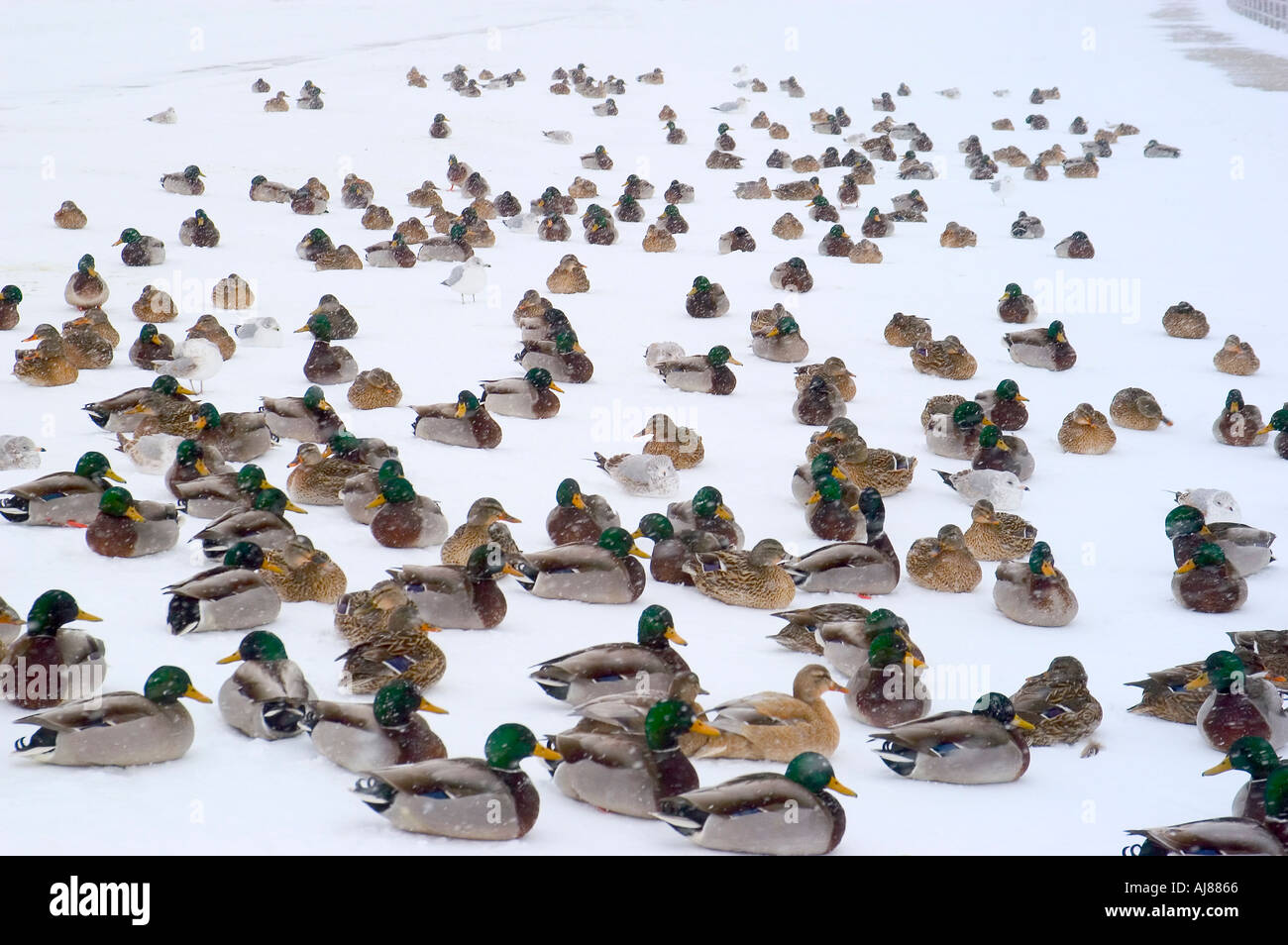 Ducks gather hi-res stock photography and images - Alamy