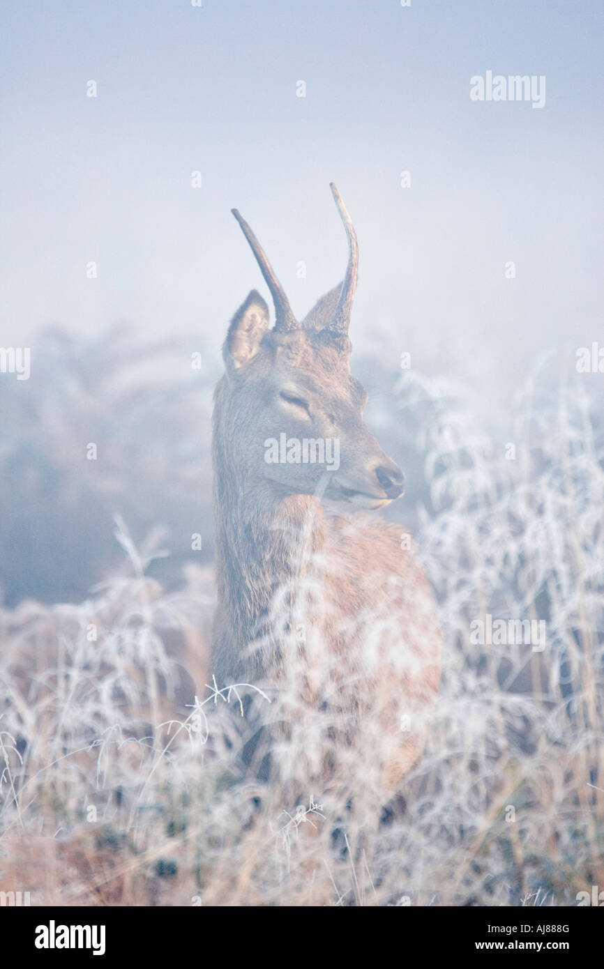 Juvenile Red deer Cervus elaphus stag standing in frost covered ...