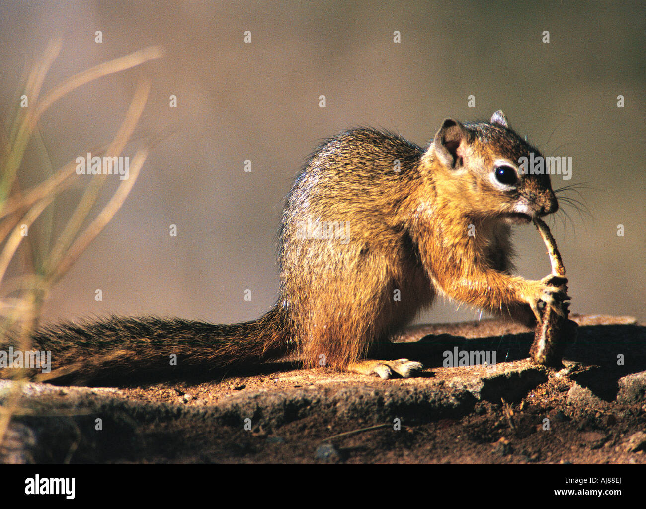 Paxerus hi-res stock photography and images - Alamy