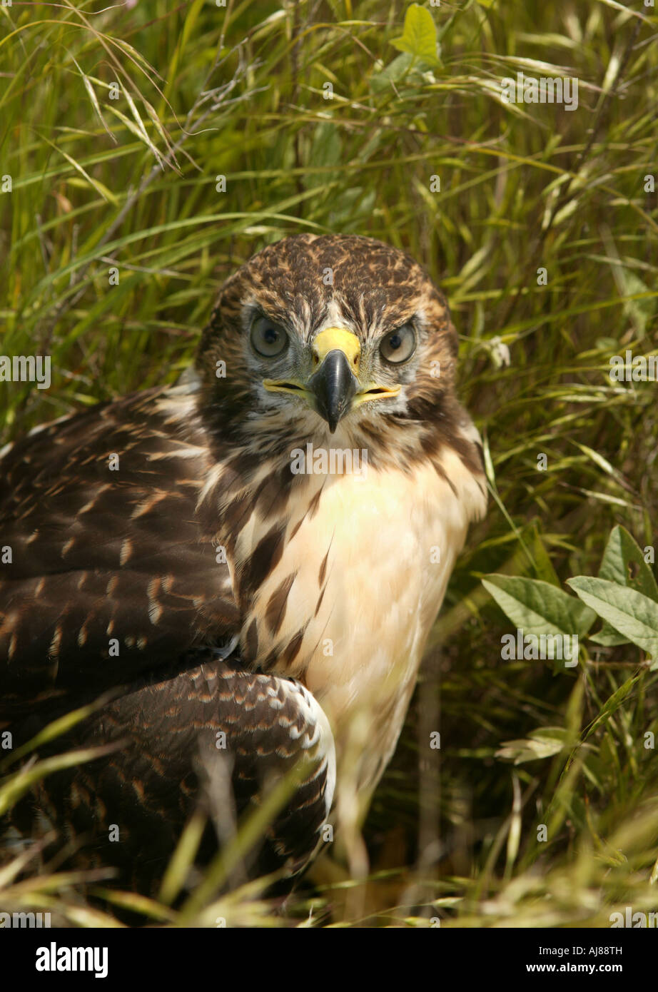 Hawk in the wild Stock Photo - Alamy