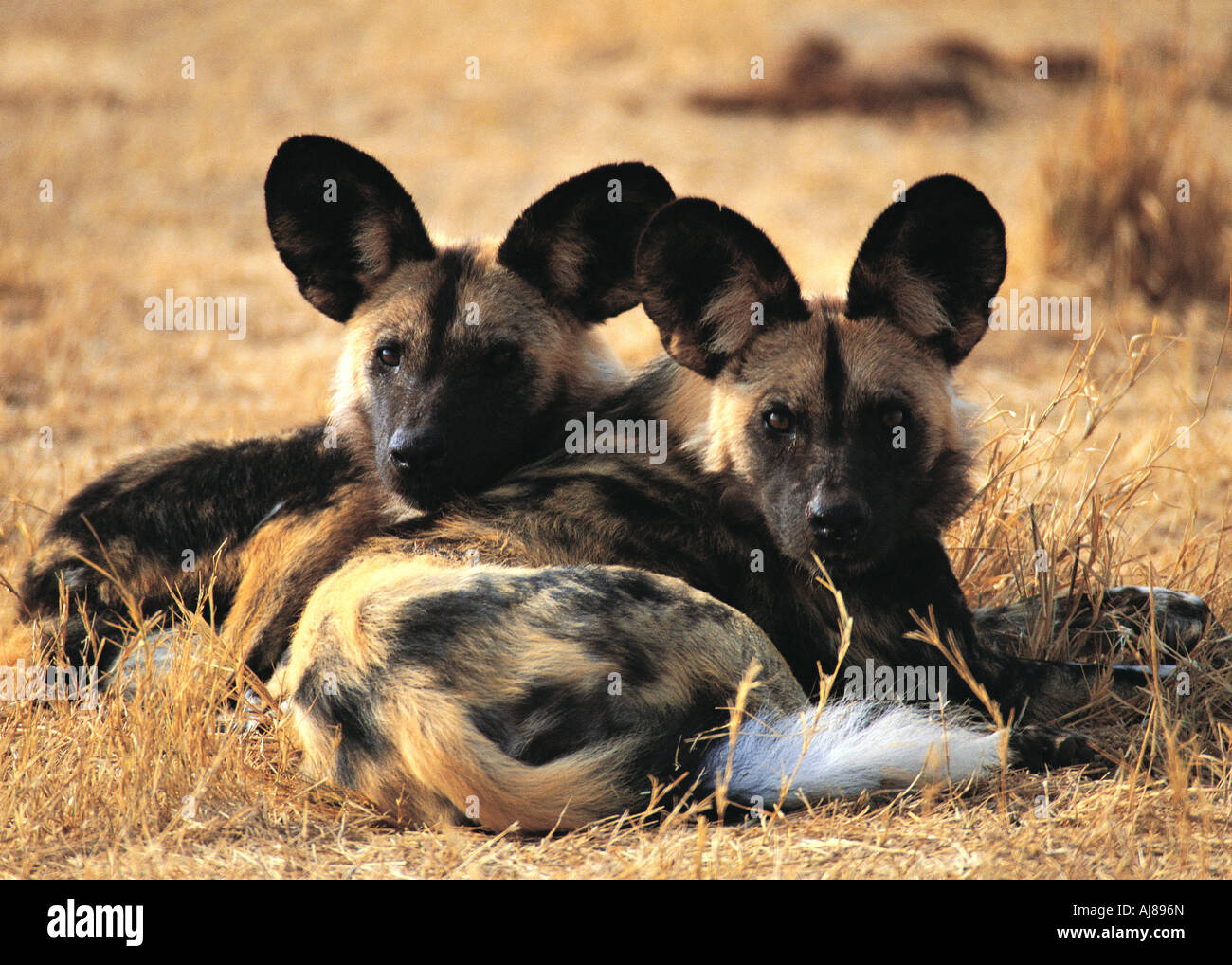 Two 2 African Wild Hunting Dogs LYCAON PICTUS huddled together to keep ...