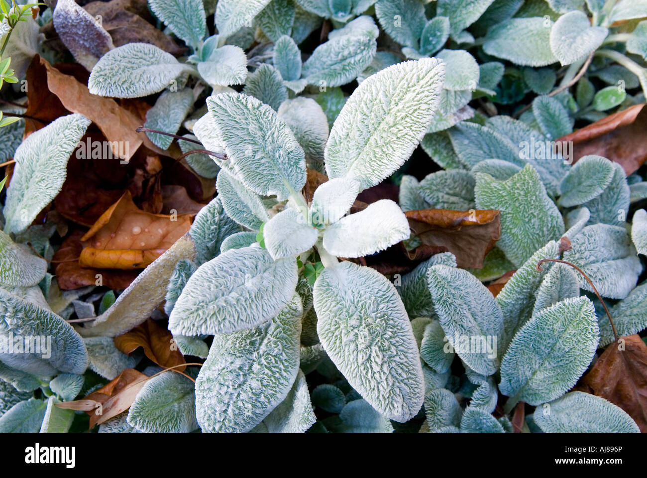 Stachys lanata hi-res stock photography and images - Alamy