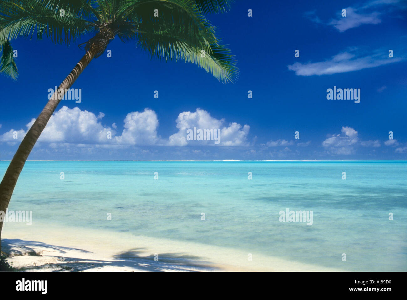 Palm tree on Tahitian island Stock Photo - Alamy