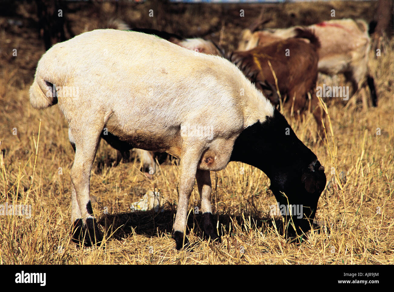 Persian Sheep Stock Photos & Persian Sheep Stock Images - Alamy
