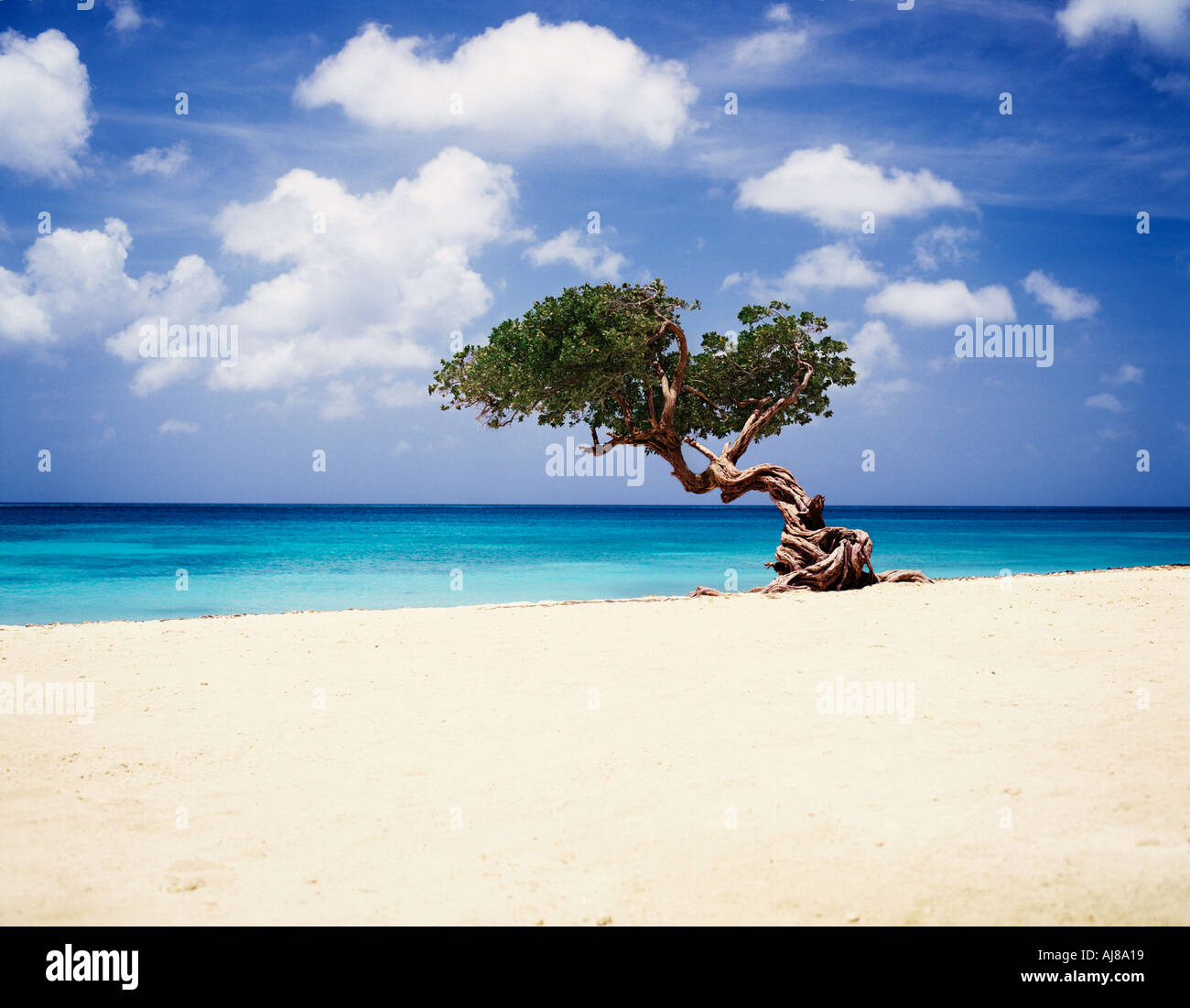 Divi divi tree on beach in Aruba, Caribbean Stock Photo - Alamy