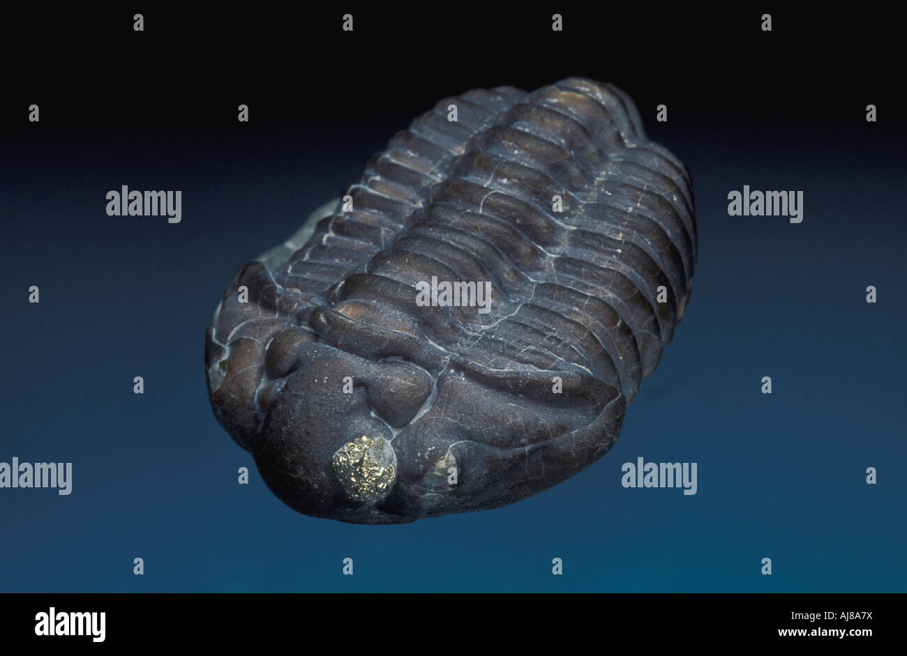 Trilobite fossils hi-res stock photography and images - Alamy
