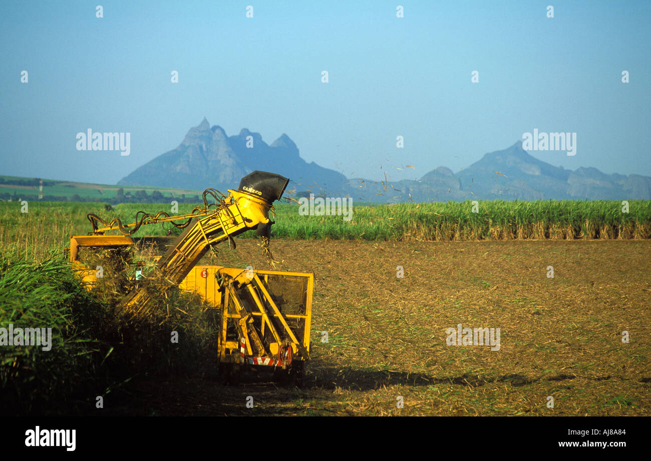 Cateco, Pamplemousses (+230 465 4490)