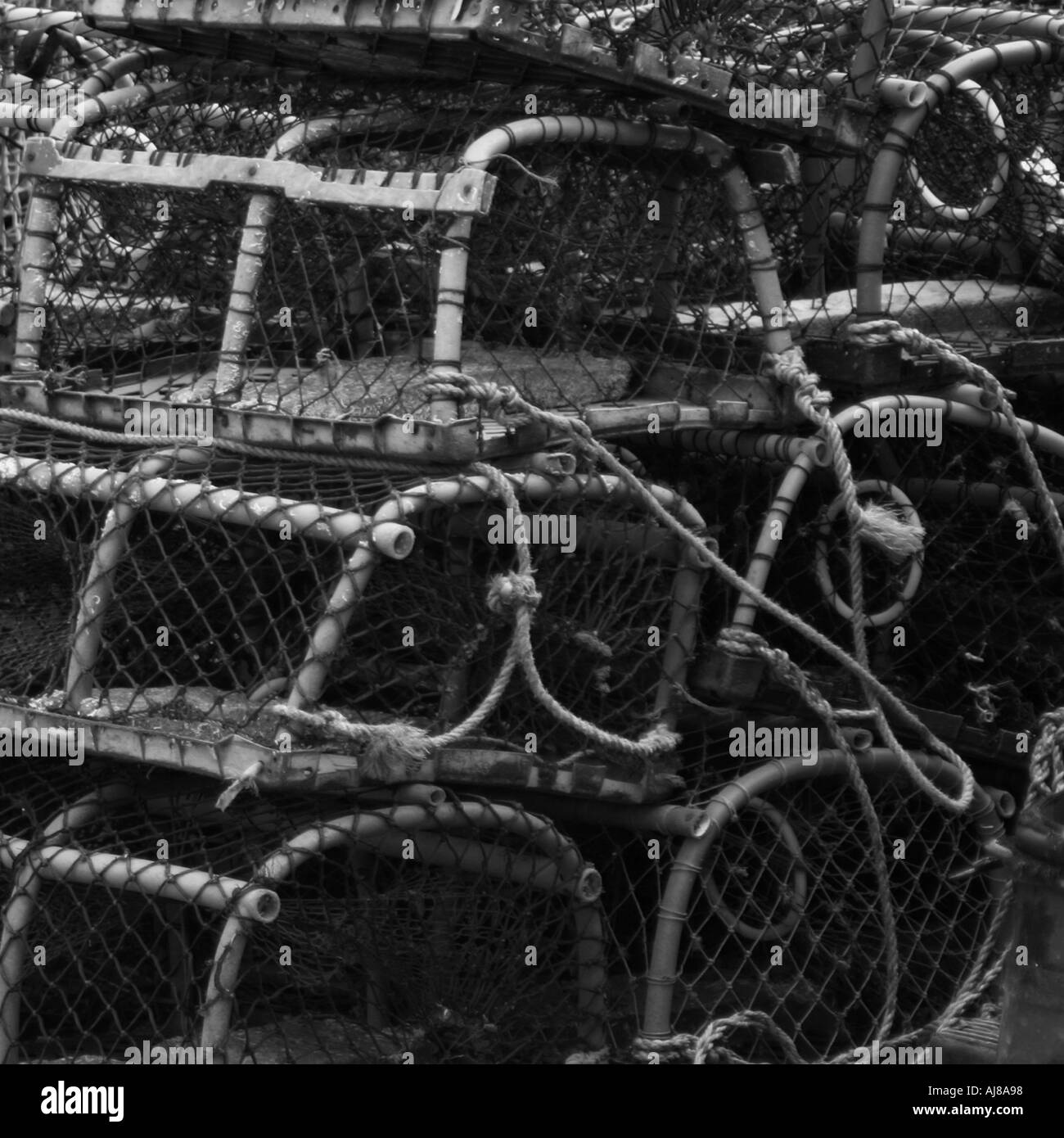 Lobster frame Black and White Stock Photos & Images - Alamy