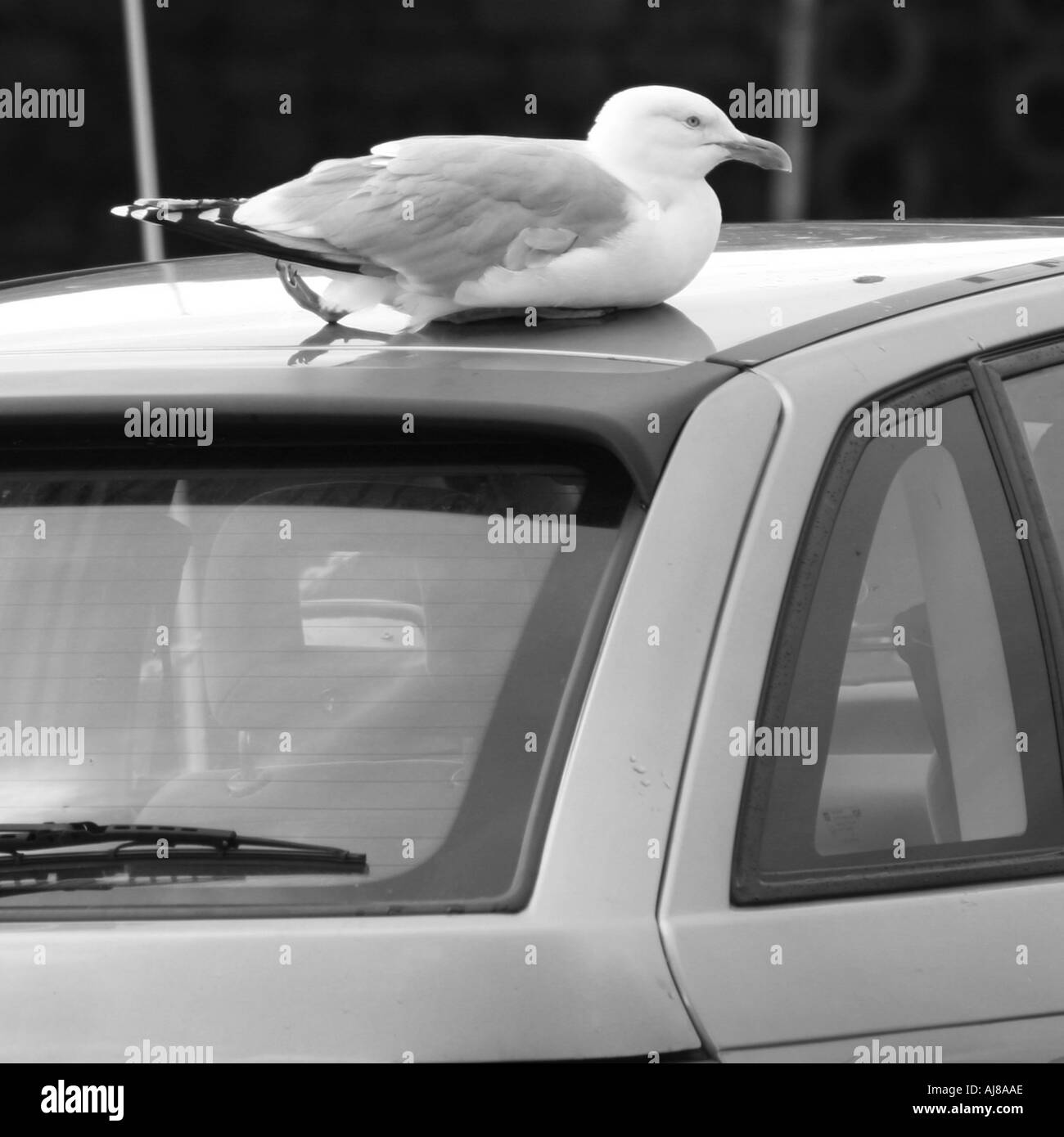 Window of roof Black and White Stock Photos & Images - Alamy