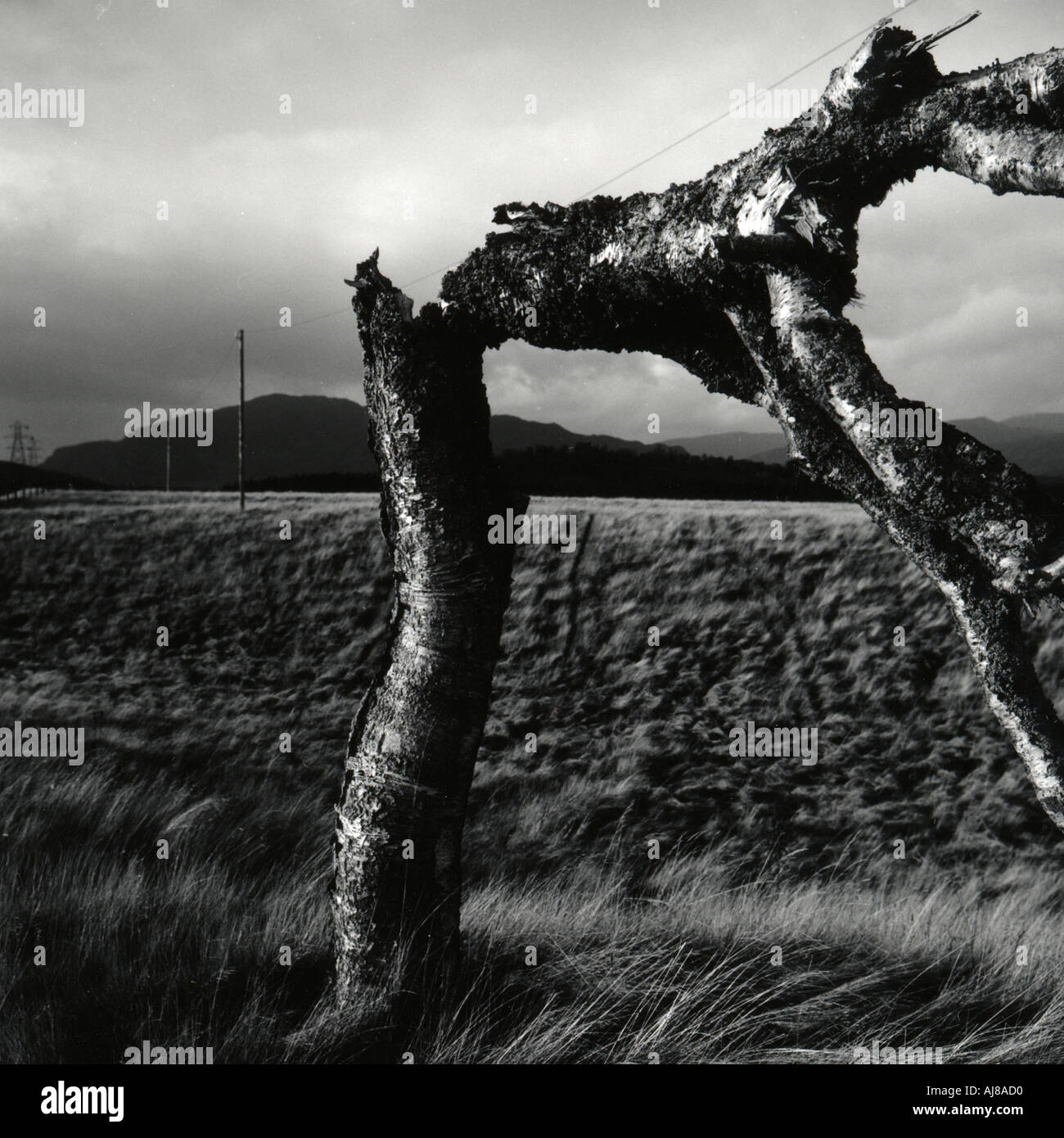 Snapped tree branch hi-res stock photography and images - Alamy