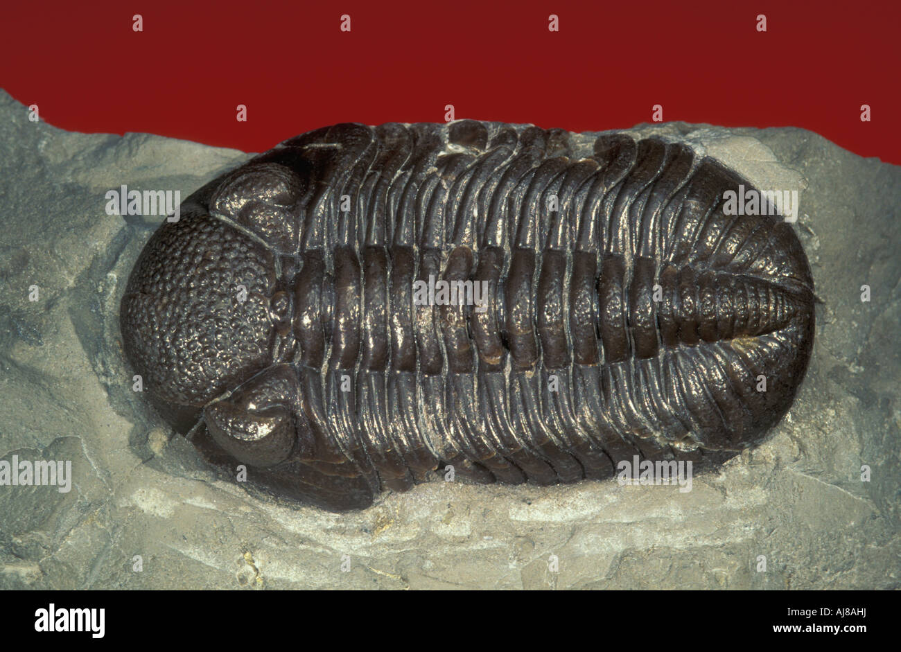 Trilobite fossil paleozoic era hi-res stock photography and images - Alamy