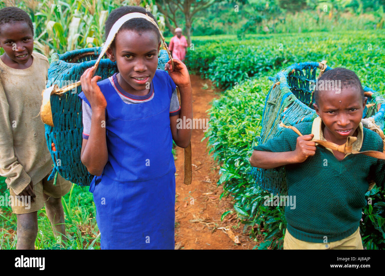 Kenya africa tea picking tea hi-res stock photography and images - Alamy