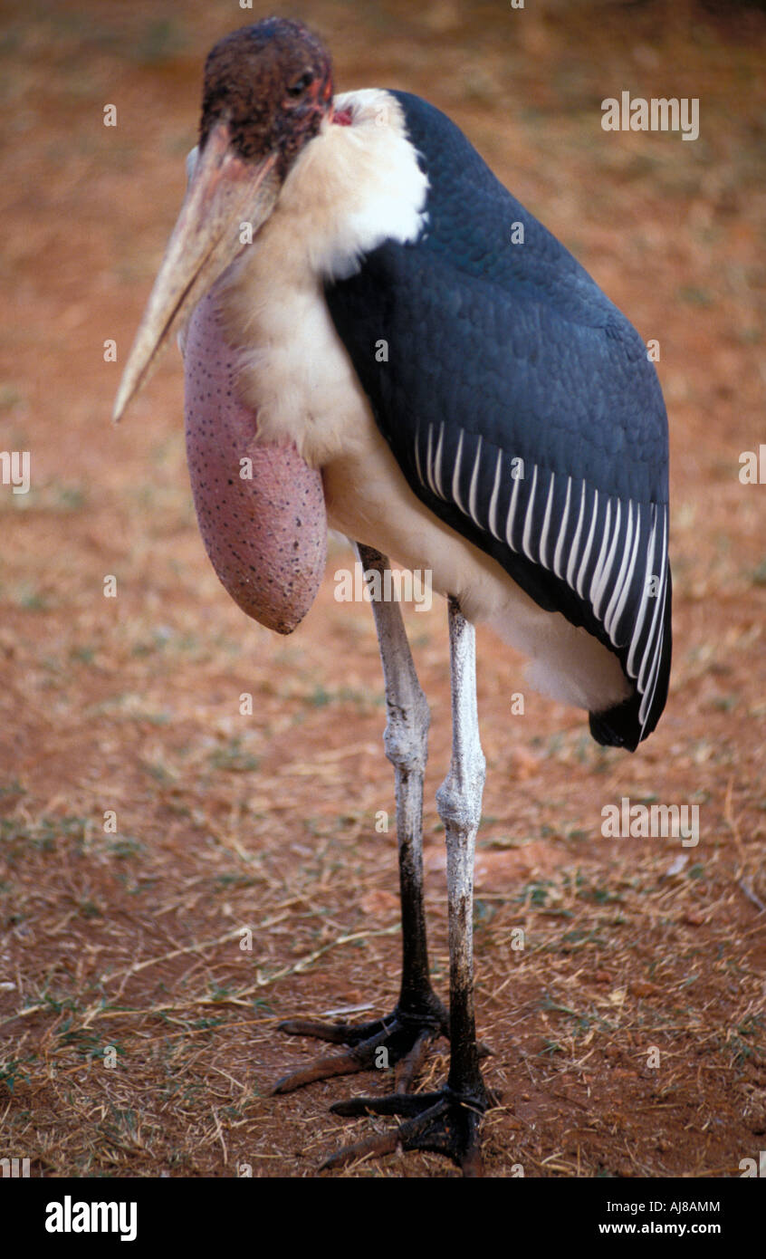Marabu stork in Kenya Stock Photo - Alamy
