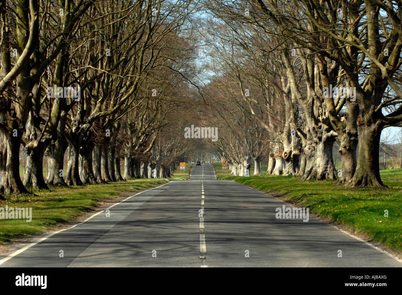 Avenue of beech trees on the B3082 road near Badbury Rings, Dorset ...