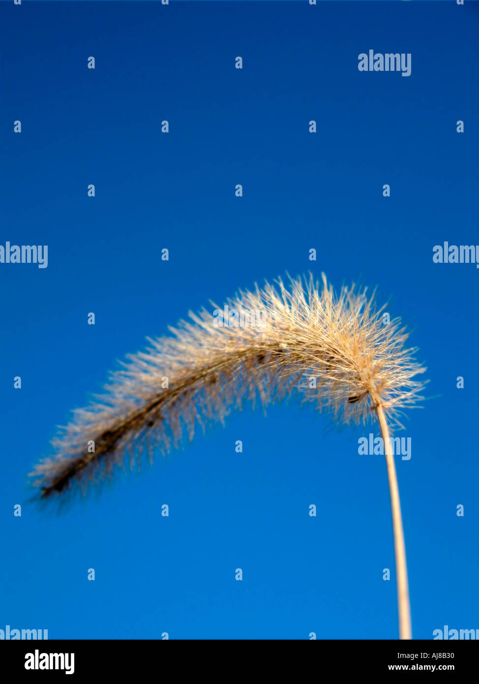 A single strand of straw against blue sky Stock Photo - Alamy