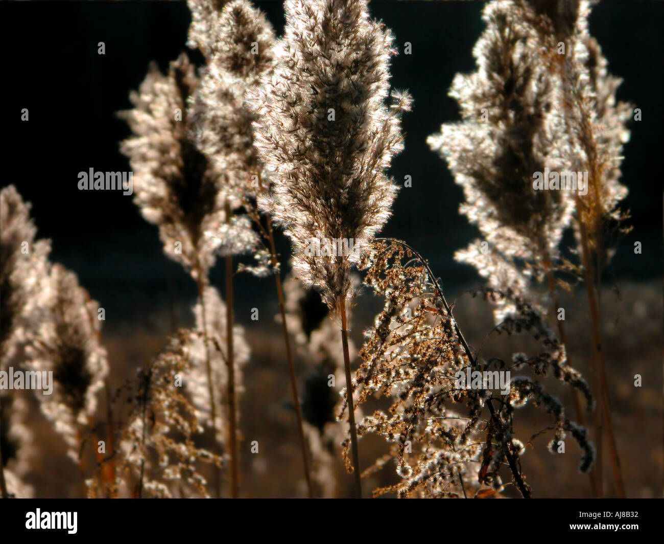 dried plants backlit by sun Stock Photo - Alamy