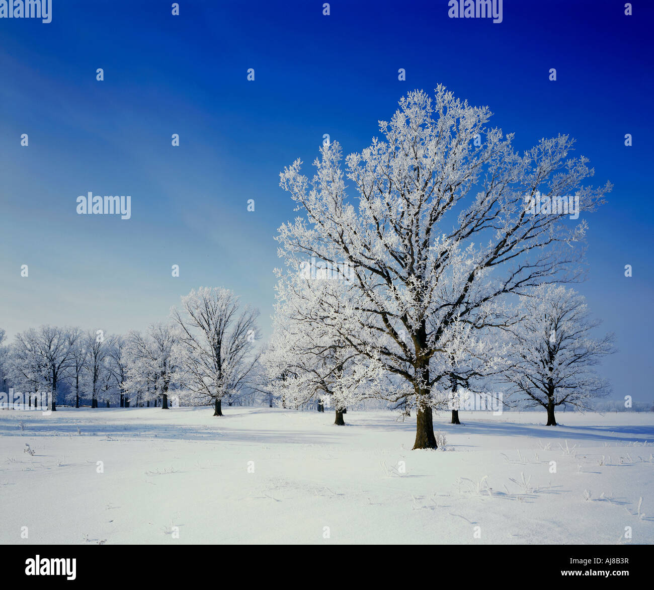 Hoarfrost on trees Stock Photo - Alamy
