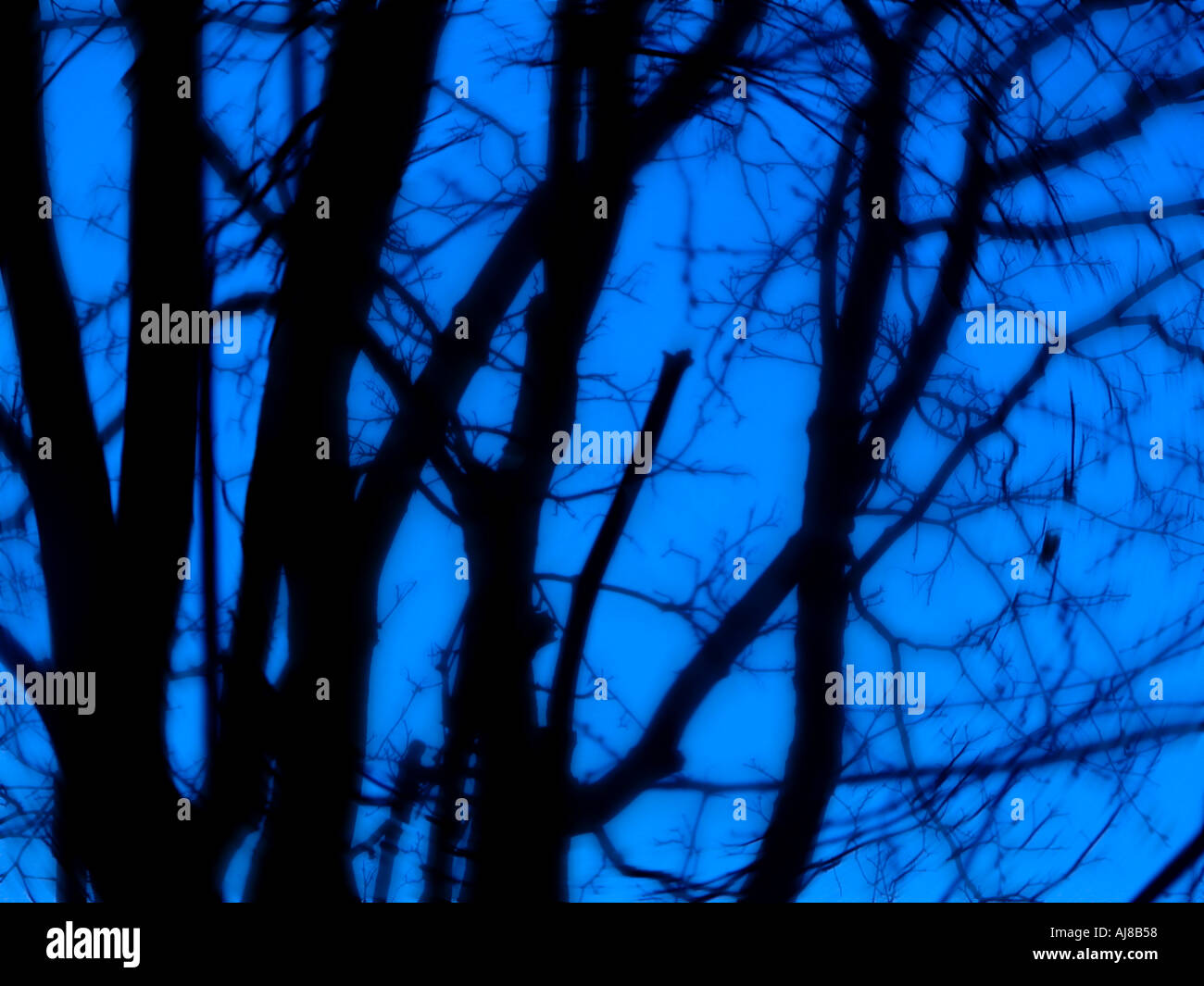 Scary tree limbs hi-res stock photography and images - Alamy