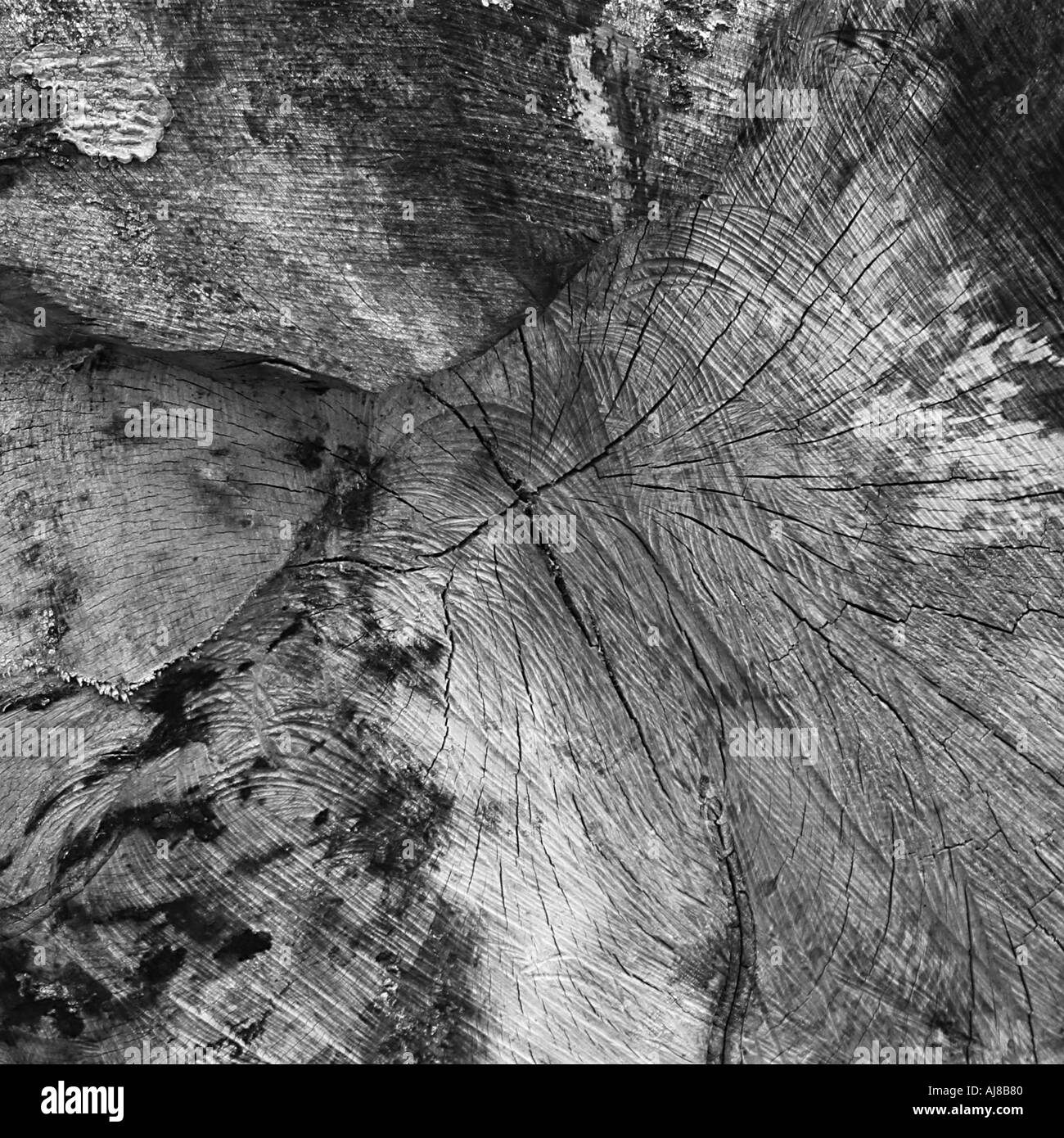 Centre of log Black and White Stock Photos & Images - Alamy