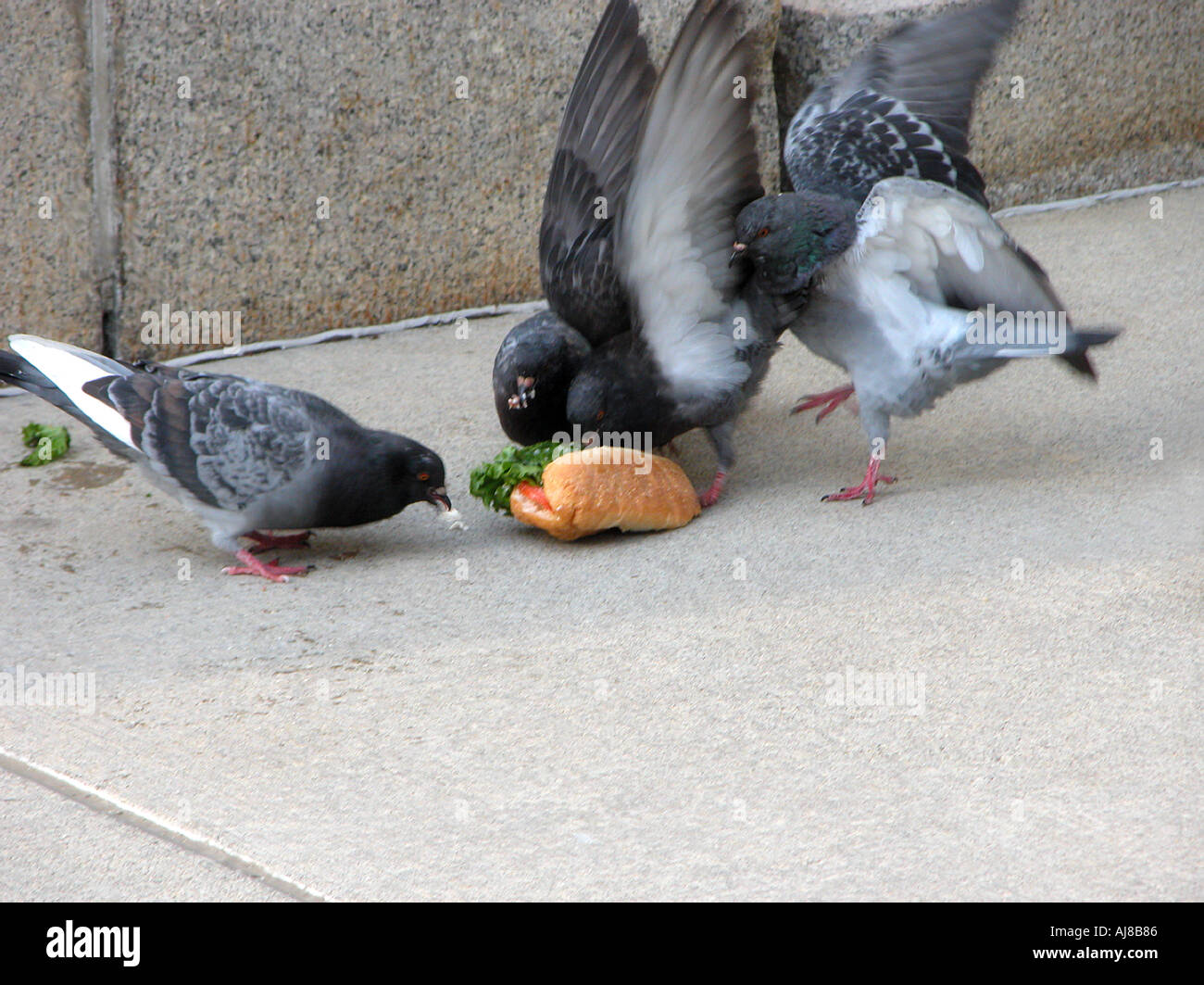 Food fight sandwich hi-res stock photography and images - Alamy