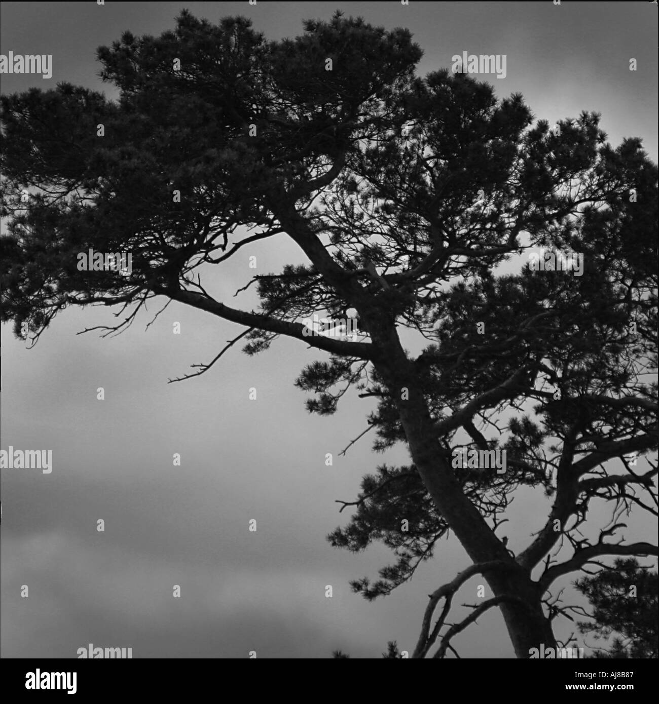 The leaning tree Black and White Stock Photos & Images - Alamy
